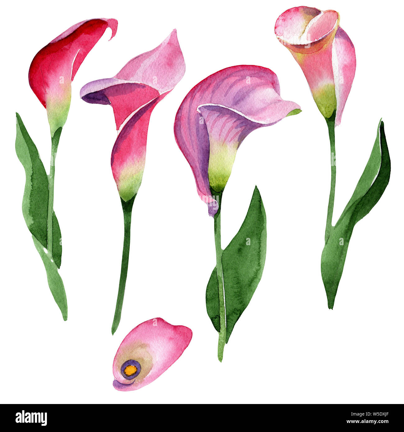 Pink calla floral botanical flower. Watercolor background illustration ...