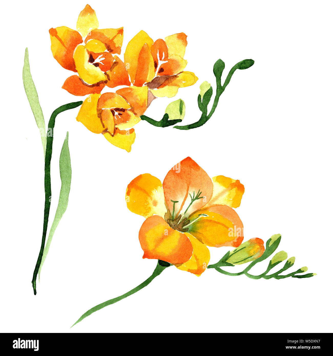 Yellow freesia floral botanical flowers. Watercolor b ackground ...