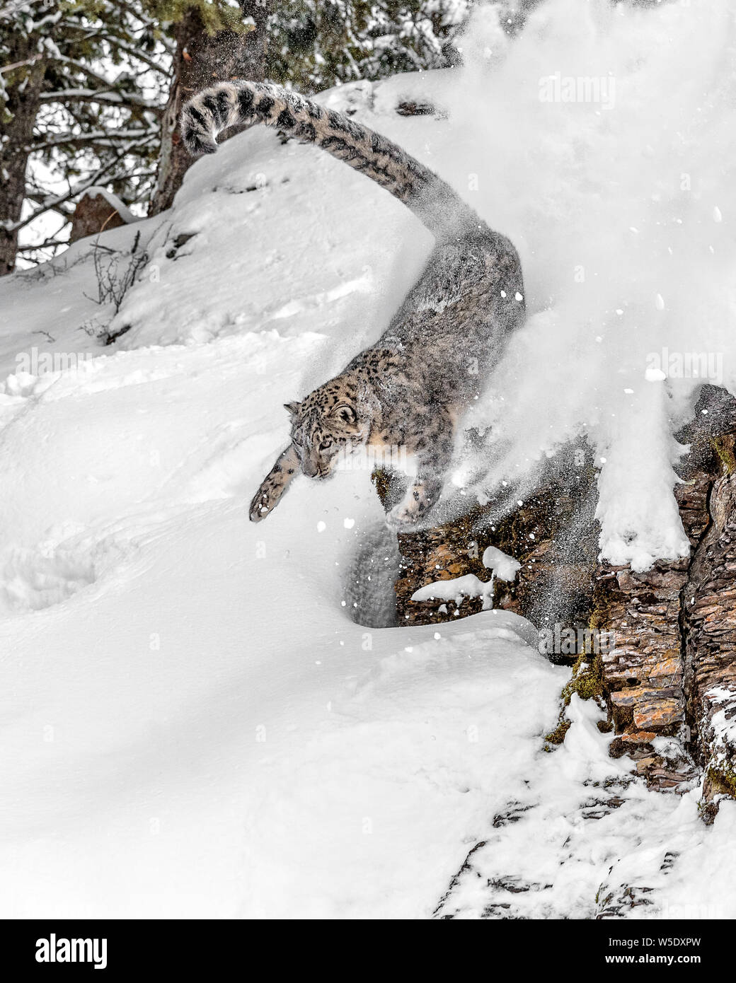 The snow leopard is a large cat from the mountain ranges of Central and ...