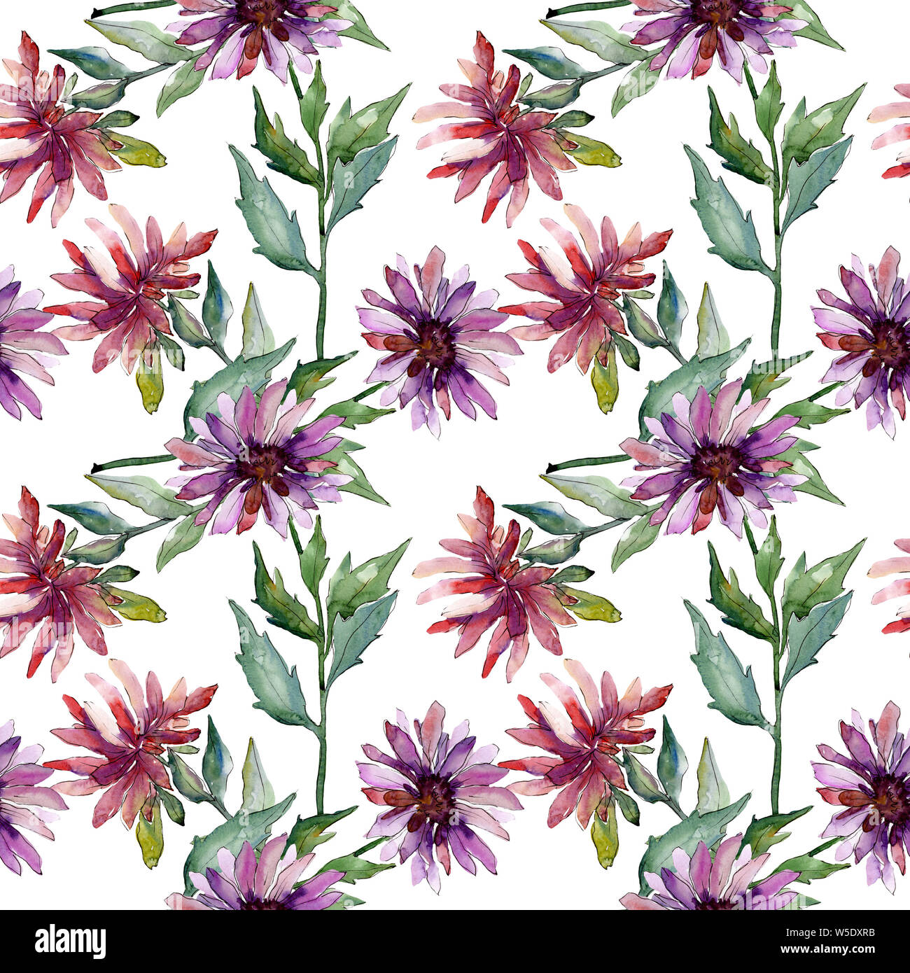 Aster floral botanical flowers. Watercolor background illustration set ...