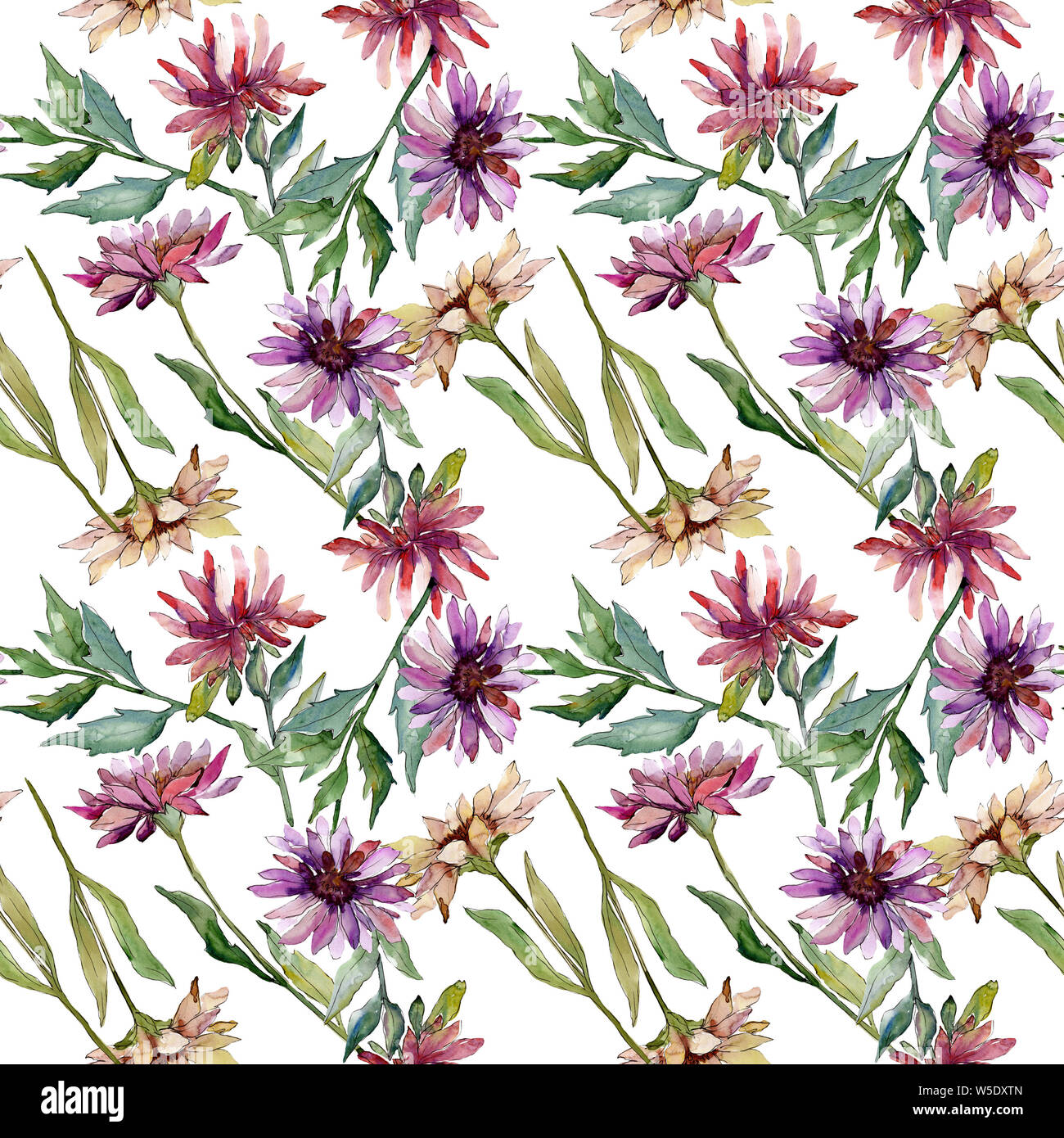 Aster floral botanical flowers. Watercolor background illustration set ...