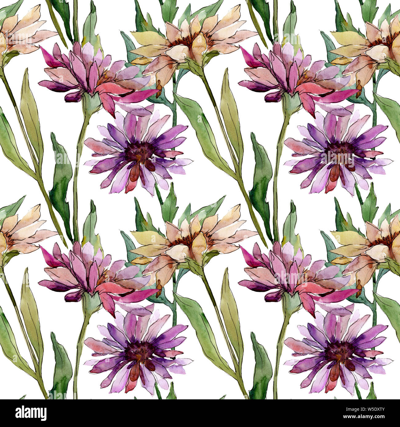 Aster floral botanical flowers. Watercolor background illustration set ...