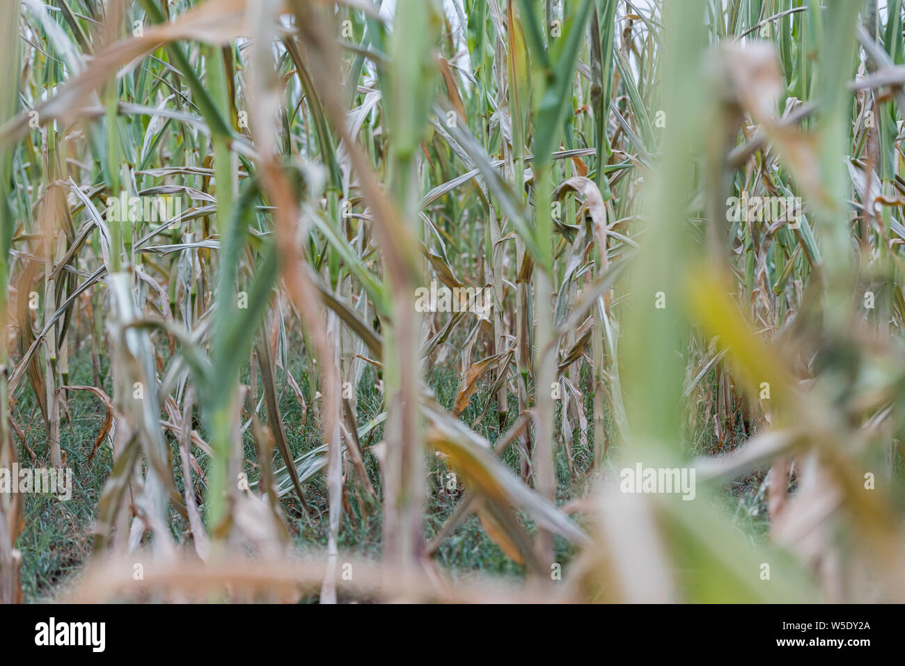 Corn crop suffering from drought. Corn plants in a field affected by ...
