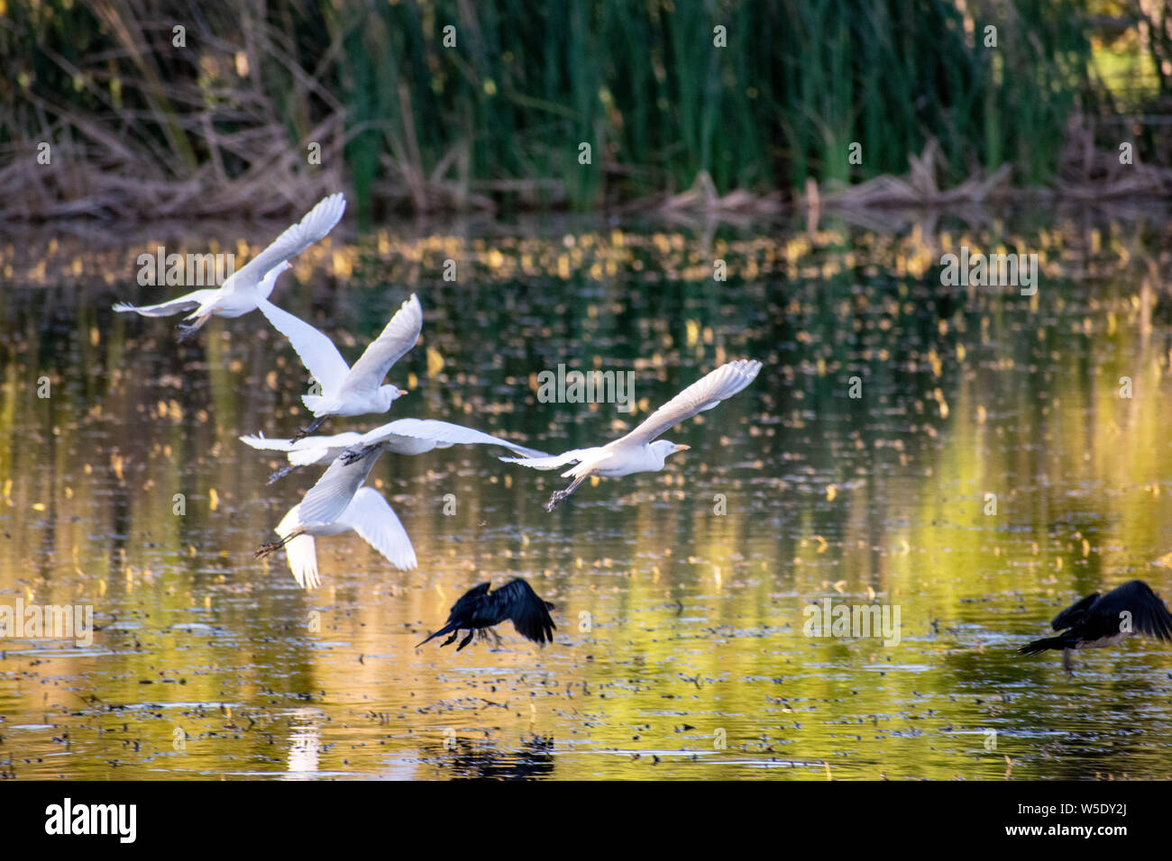 Birds in flight Stock Photo - Alamy