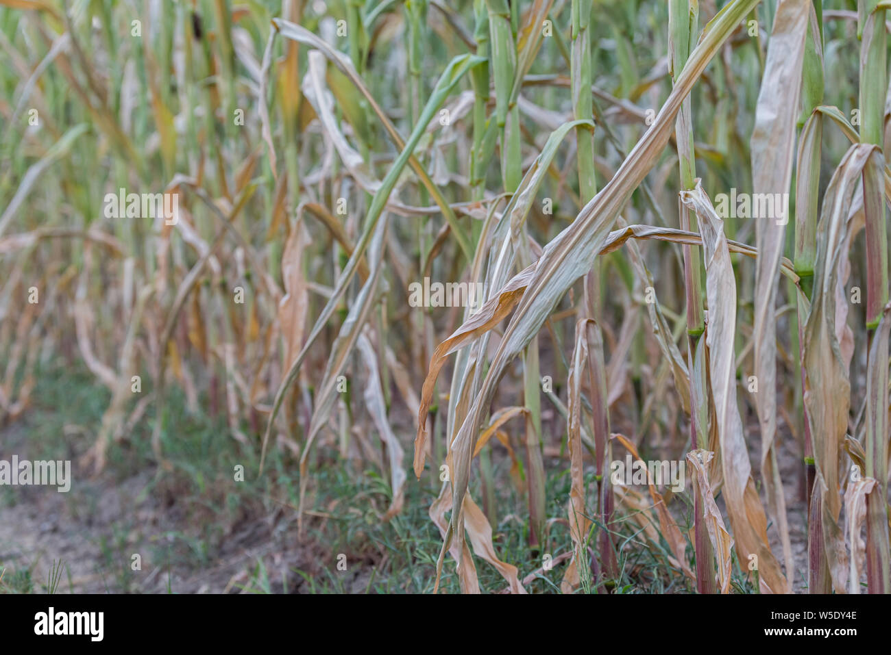 Maize plant drought hi-res stock photography and images - Alamy