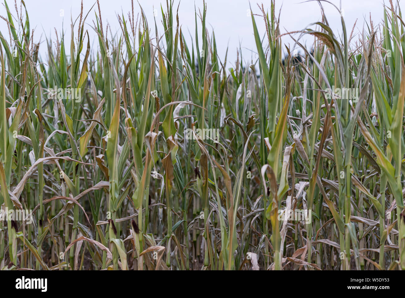 Corn crop suffering from drought. Corn plants in a field affected by ...