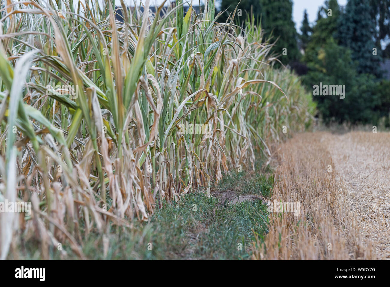 Parched maize crop hi-res stock photography and images - Alamy