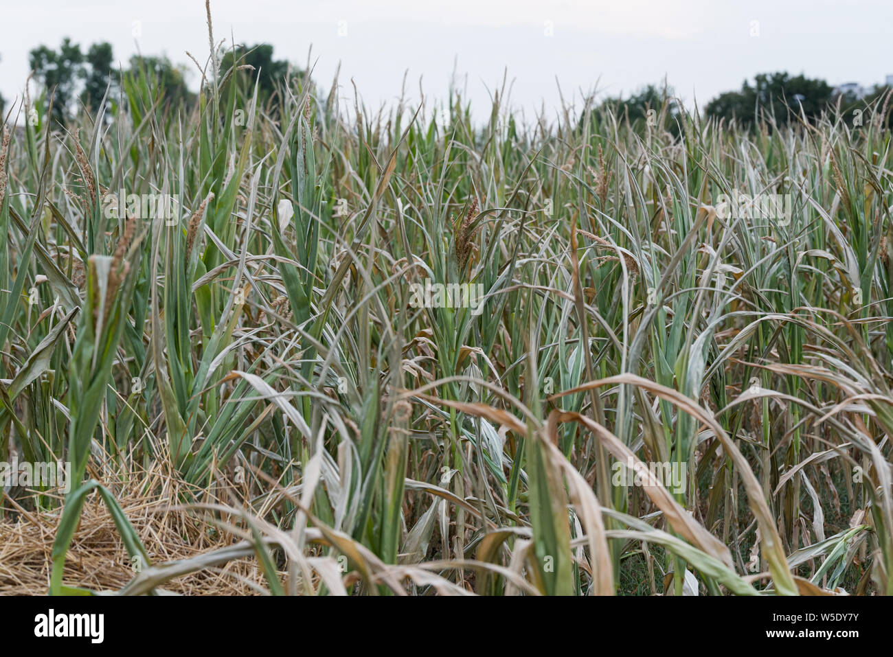 Corn crop suffering from drought. Corn plants in a field affected by ...