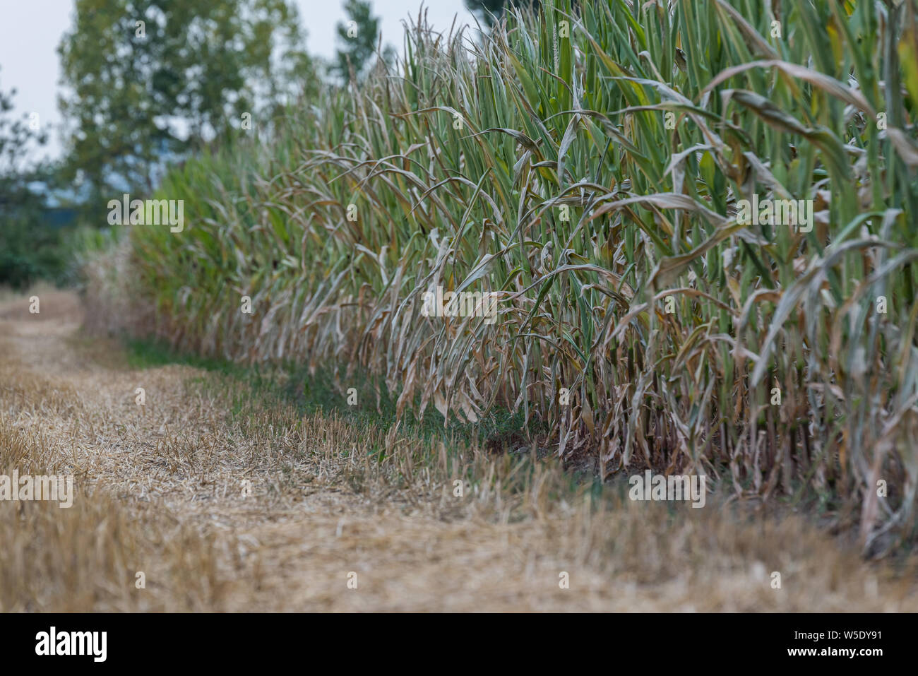 Corn crop suffering from drought. Corn plants in a field affected by ...