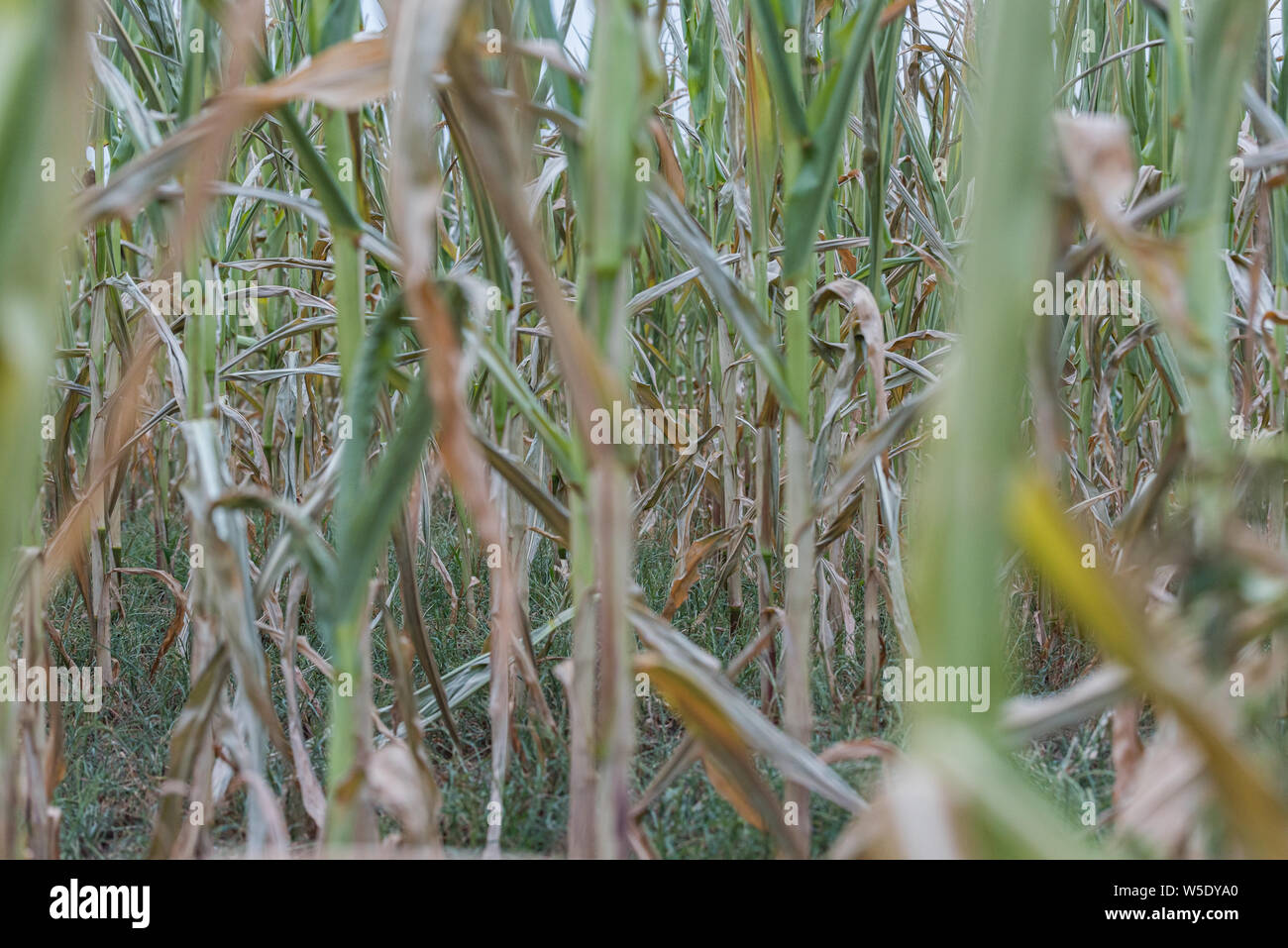 Corn crop suffering from drought. Corn plants in a field affected by ...