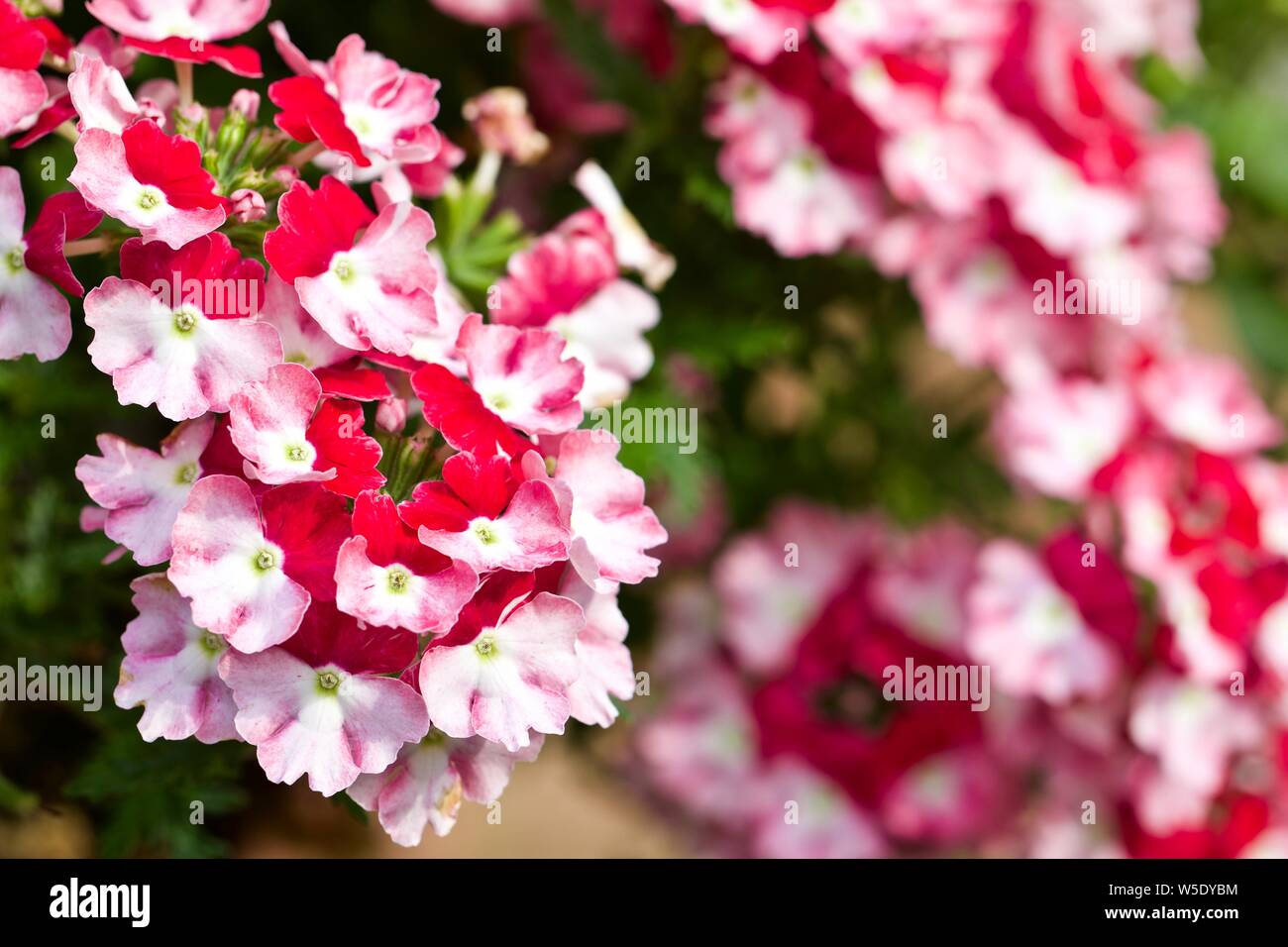 Verbena Trailing Lanai Twister Cherry Red Stock Photo - Alamy
