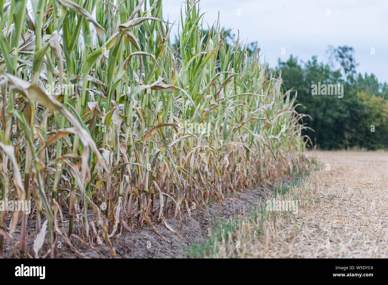 Corn crop suffering from drought. Corn plants in a field affected by ...