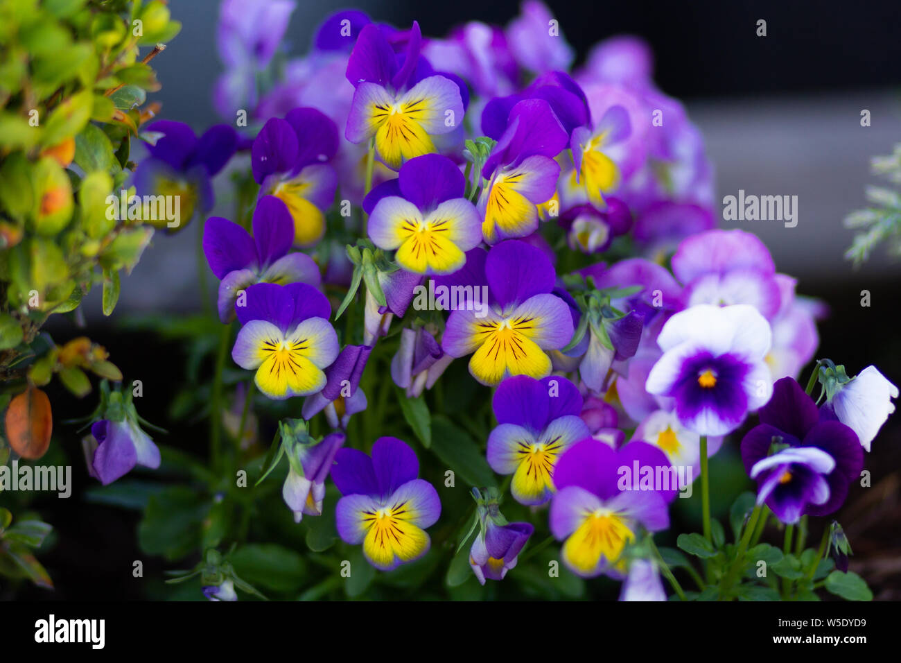 Blue and yellow viola on flowerbed in summer Stock Photo - Alamy