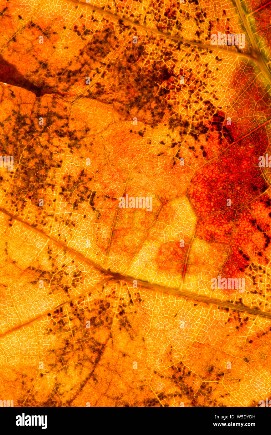 Dry leaf texture close up Stock Photo - Alamy