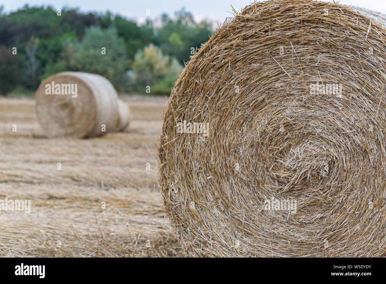 Round bales harvest hi-res stock photography and images - Alamy