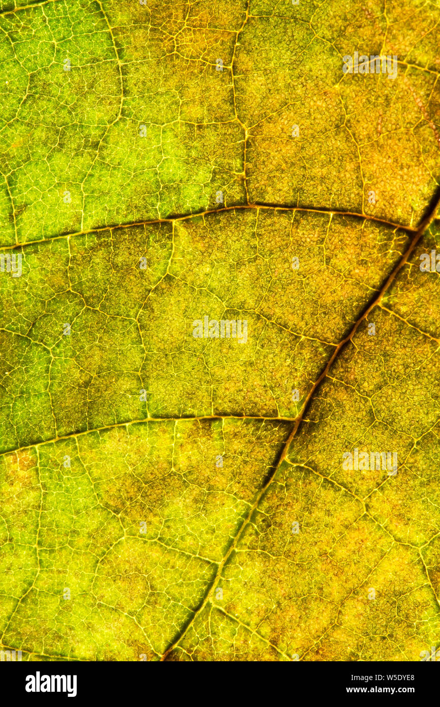 Dry leaf texture close up Stock Photo - Alamy