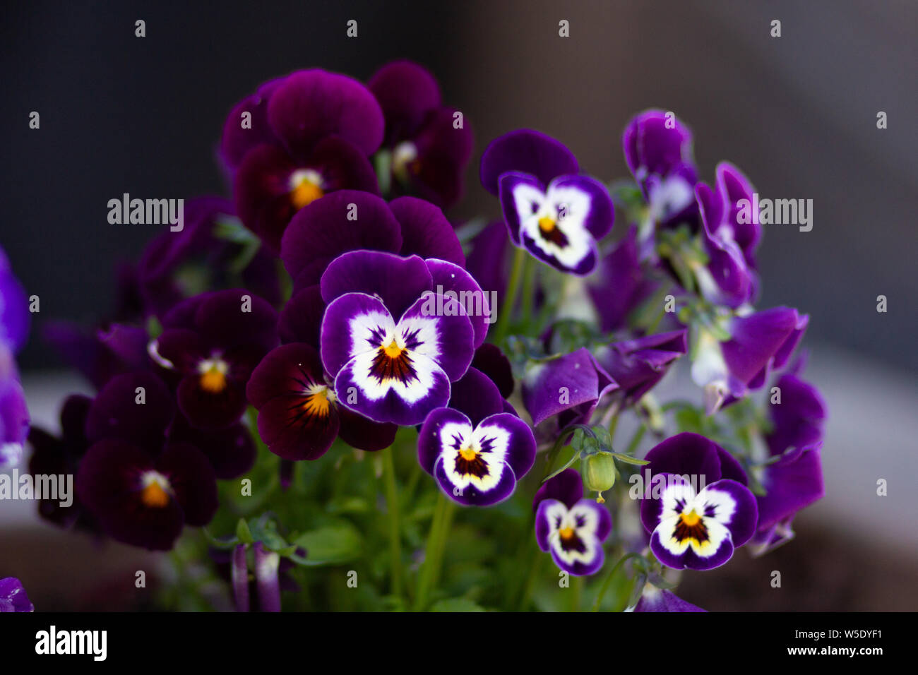 Purple and yellow viola on flowerbed Stock Photo - Alamy