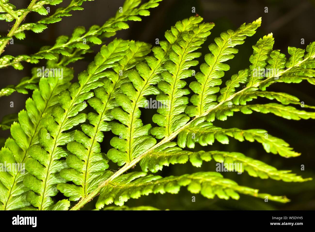Megaphylls leaves hi-res stock photography and images - Alamy