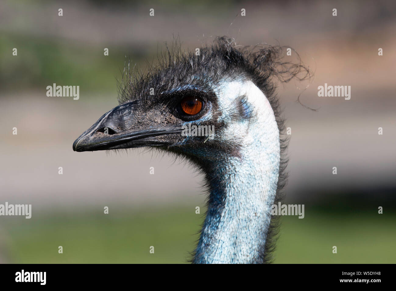 Emu head closeup Stock Photo - Alamy
