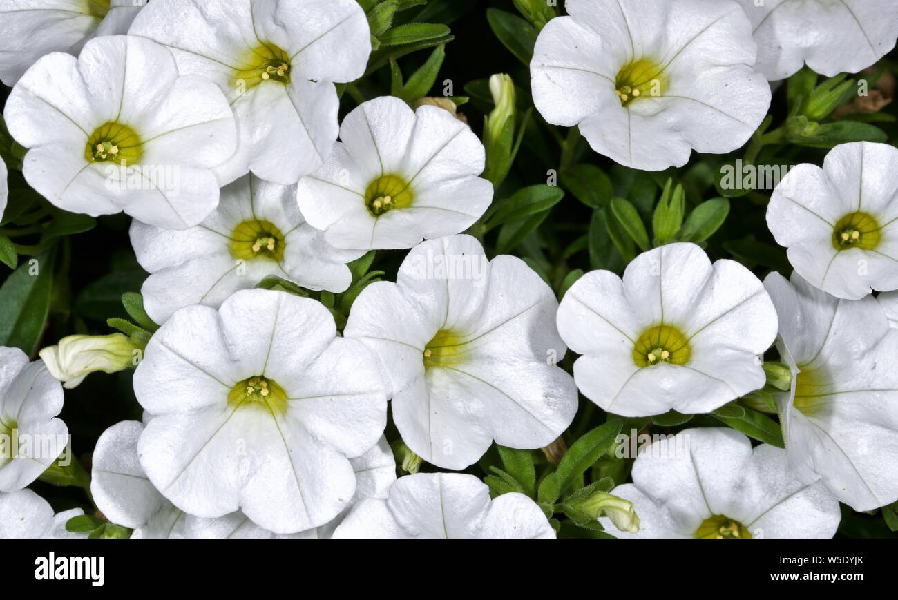 Calibrachoa callie white hi-res stock photography and images - Alamy