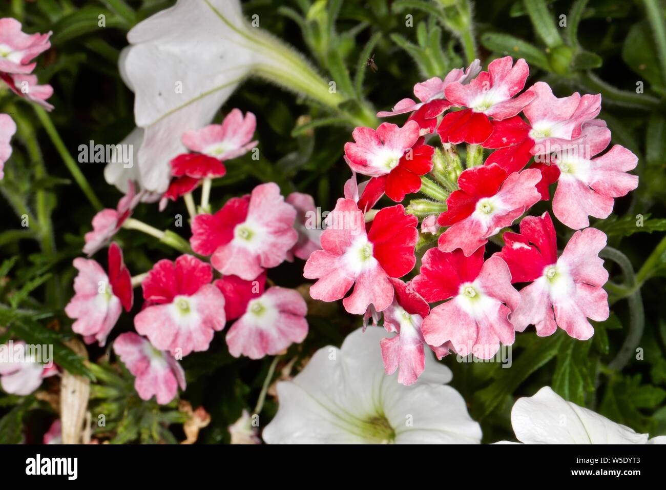 Verbena Trailing Lanai Twister Cherry Red Stock Photo - Alamy