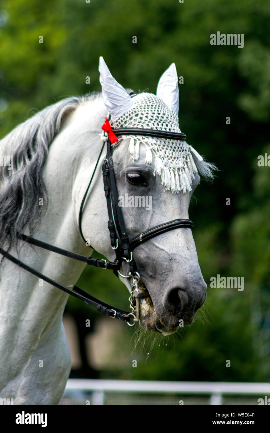 Oryol trotter hi-res stock photography and images - Alamy
