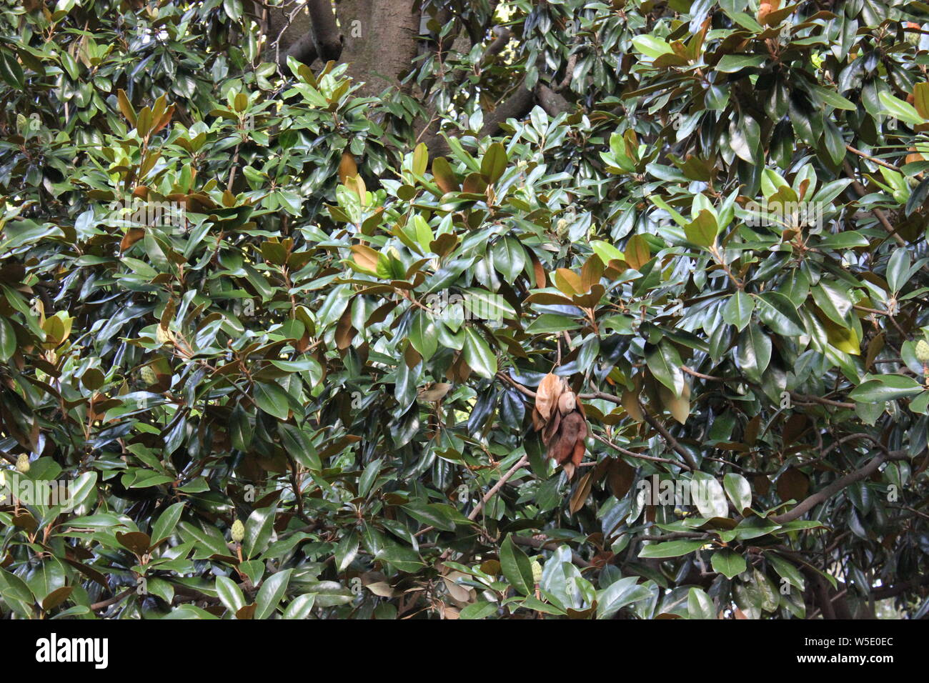 Ficus elastica, rubber plant tree, growing in the park, rubber fig ...