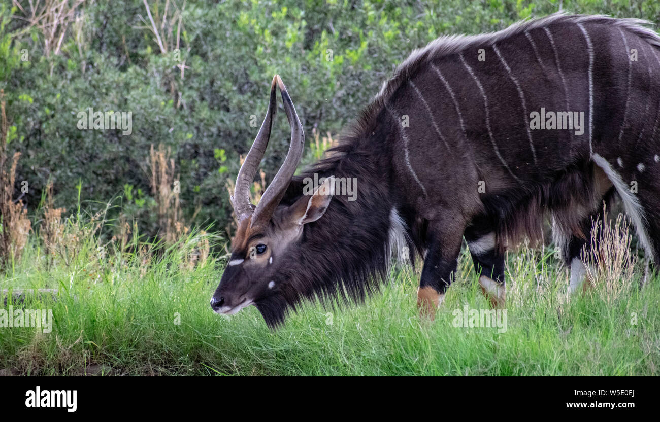 Nyala bull hi-res stock photography and images - Alamy