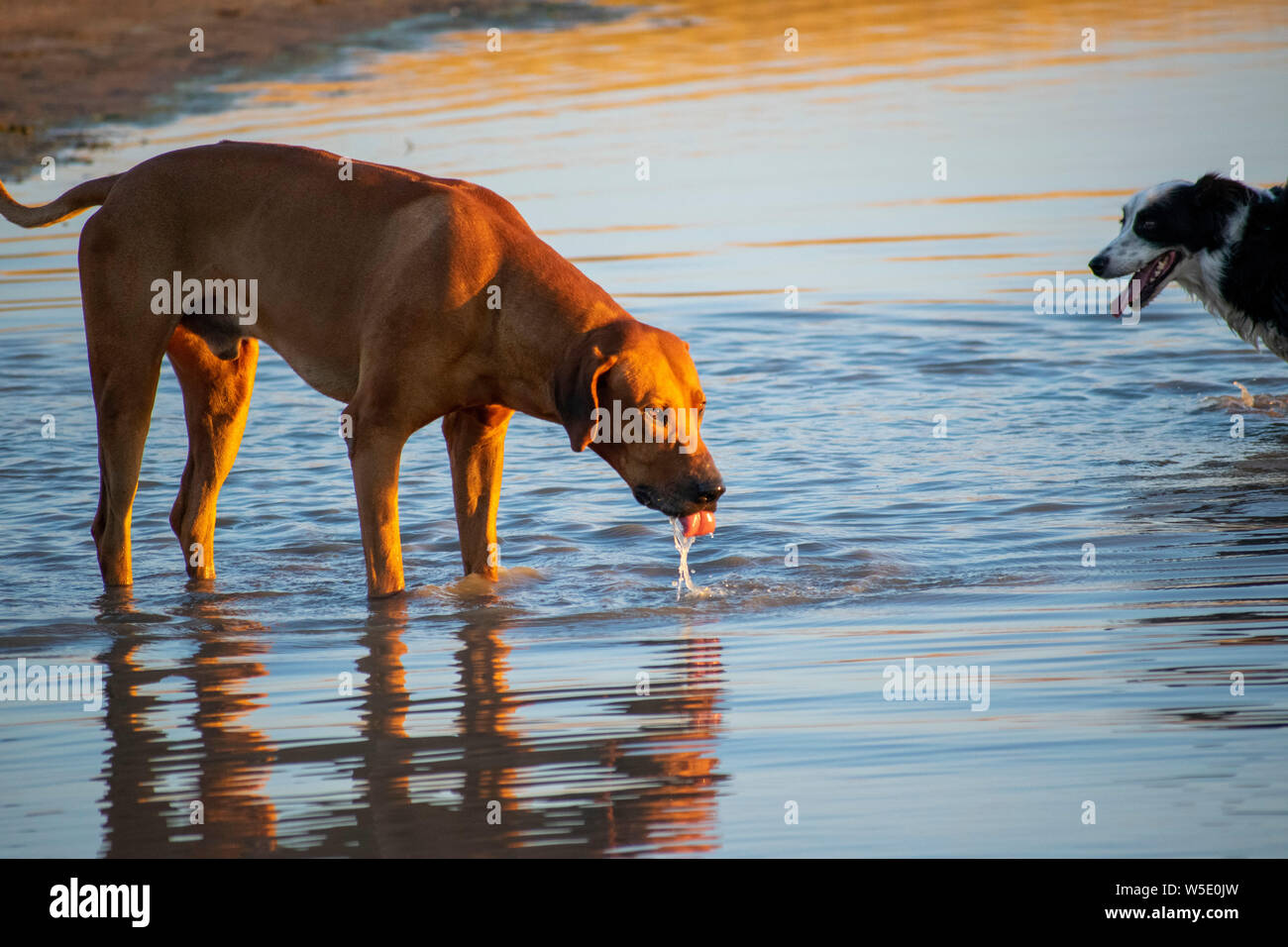Dog drinking water Stock Photo - Alamy