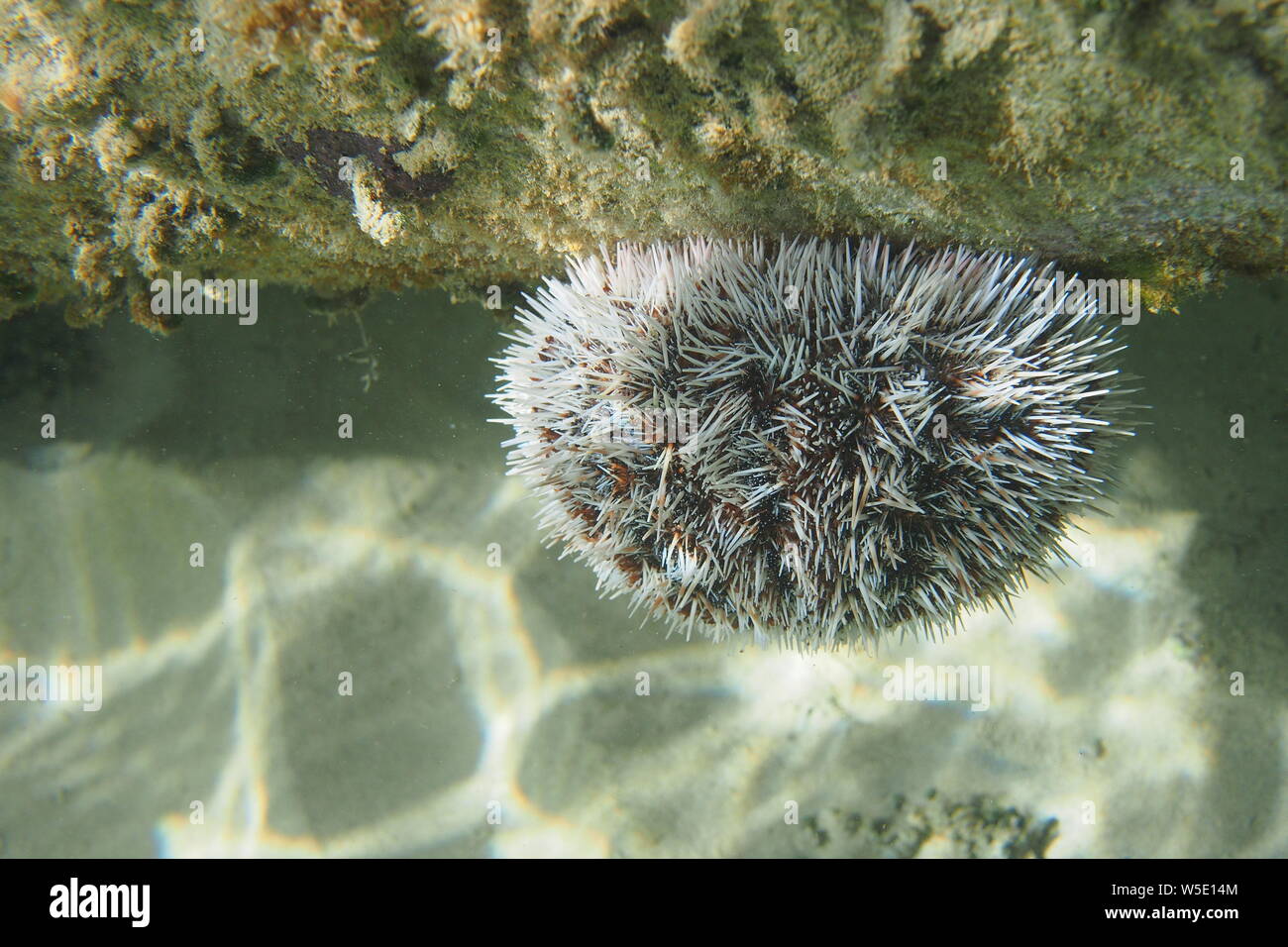 Side shot of a West Indian Sea Egg (Tripneustes ventricosus) also known ...