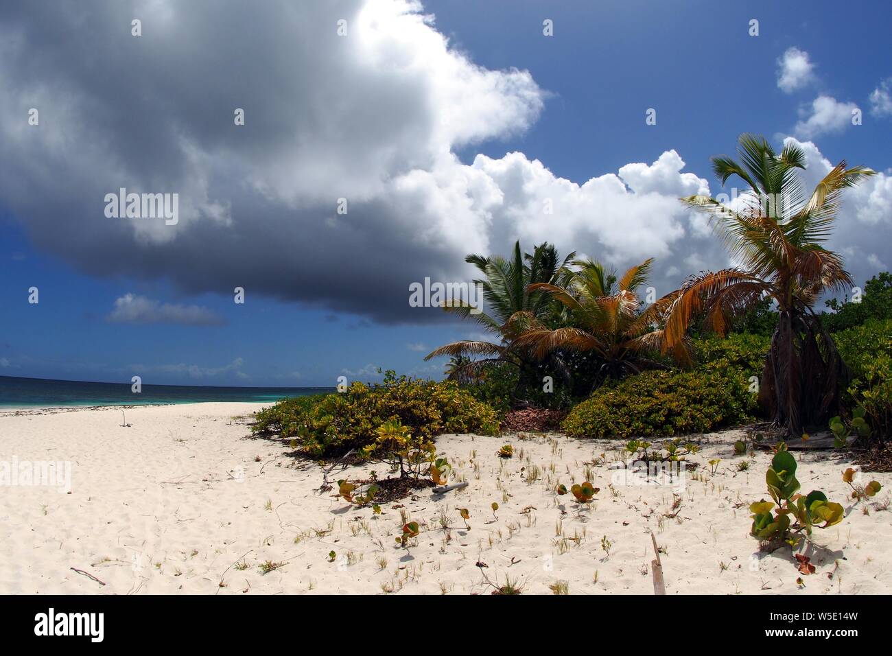 Wide angle (fisheye) shot of palm trees and empty beach and glorious ...