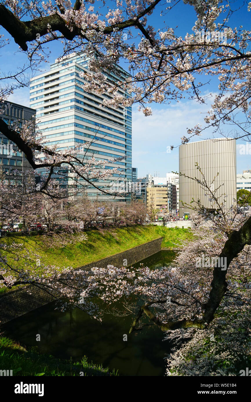 Trees loaded with cherry blossoms in Tokyo, Japan Stock Photo - Alamy