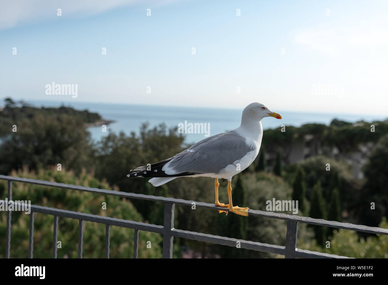 Red Island near Rovinj, Croatia with seaside holiday resort and beach ...