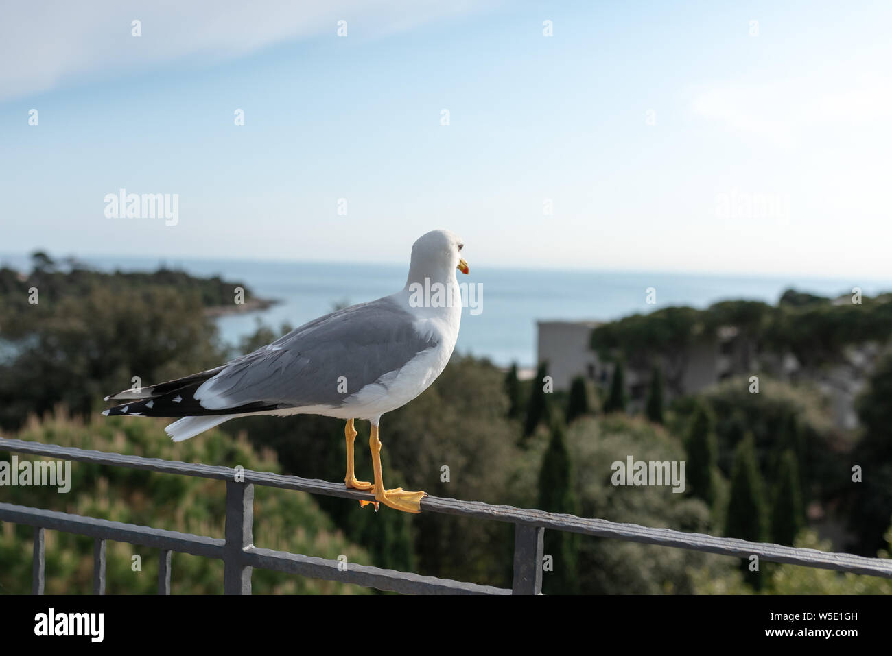 Red Island near Rovinj, Croatia with seaside holiday resort and beach ...