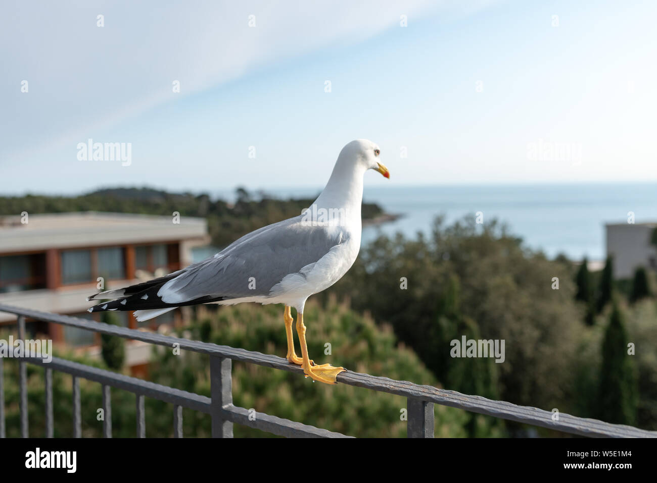 Red Island near Rovinj, Croatia with seaside holiday resort and beach ...