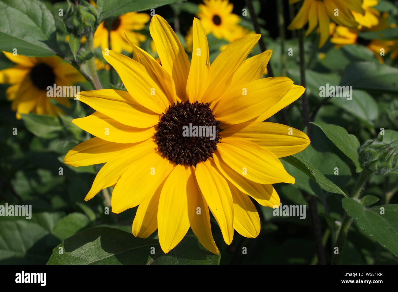 Common sunflower (Helianthus annuus) dwarf cultivar Delta sunflower ...