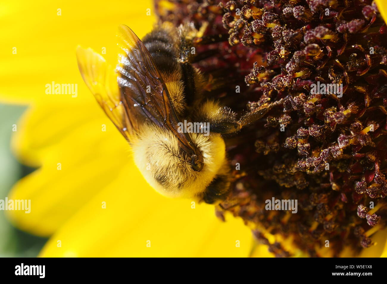 Rusty patched bumblebee (Bombus affinis) collecting pollen from a ...