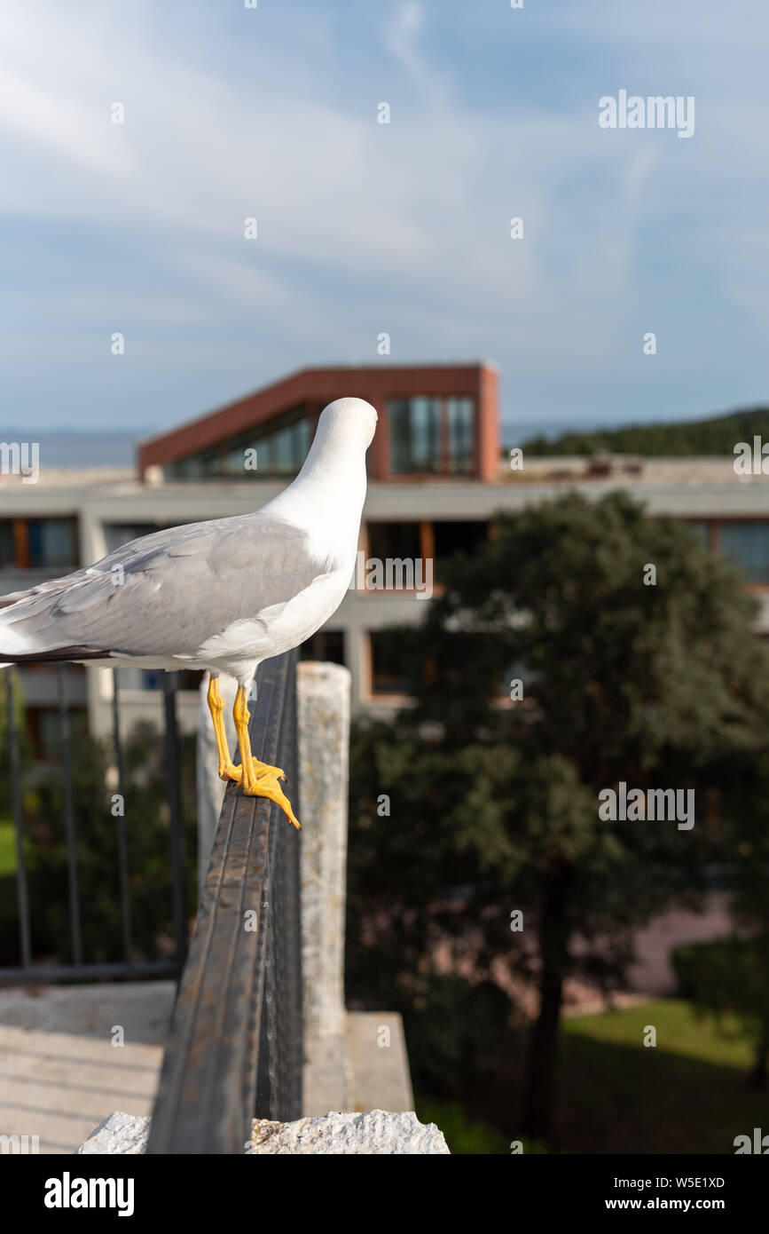 Red island crveni otok hi-res stock photography and images - Alamy