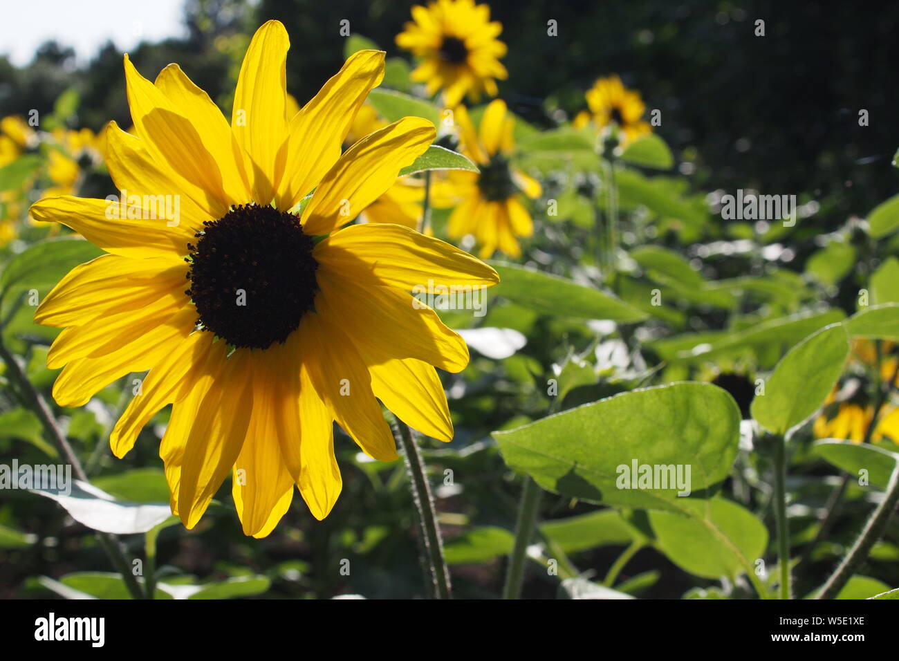 Evening sun lighting up the golden petals of the Common sunflower ...