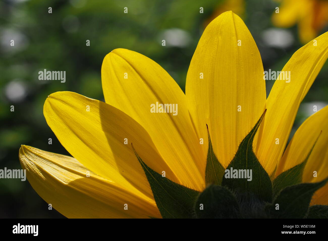 Evening sun lights up the six top petals of a Common sunflower ...
