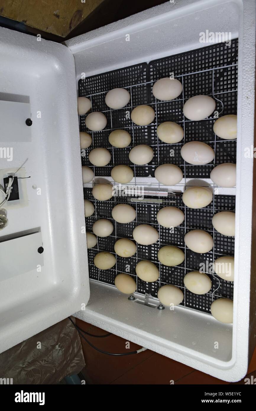 Incubator for a conclusion of chickens, ducklings and gooses. Equipment ...