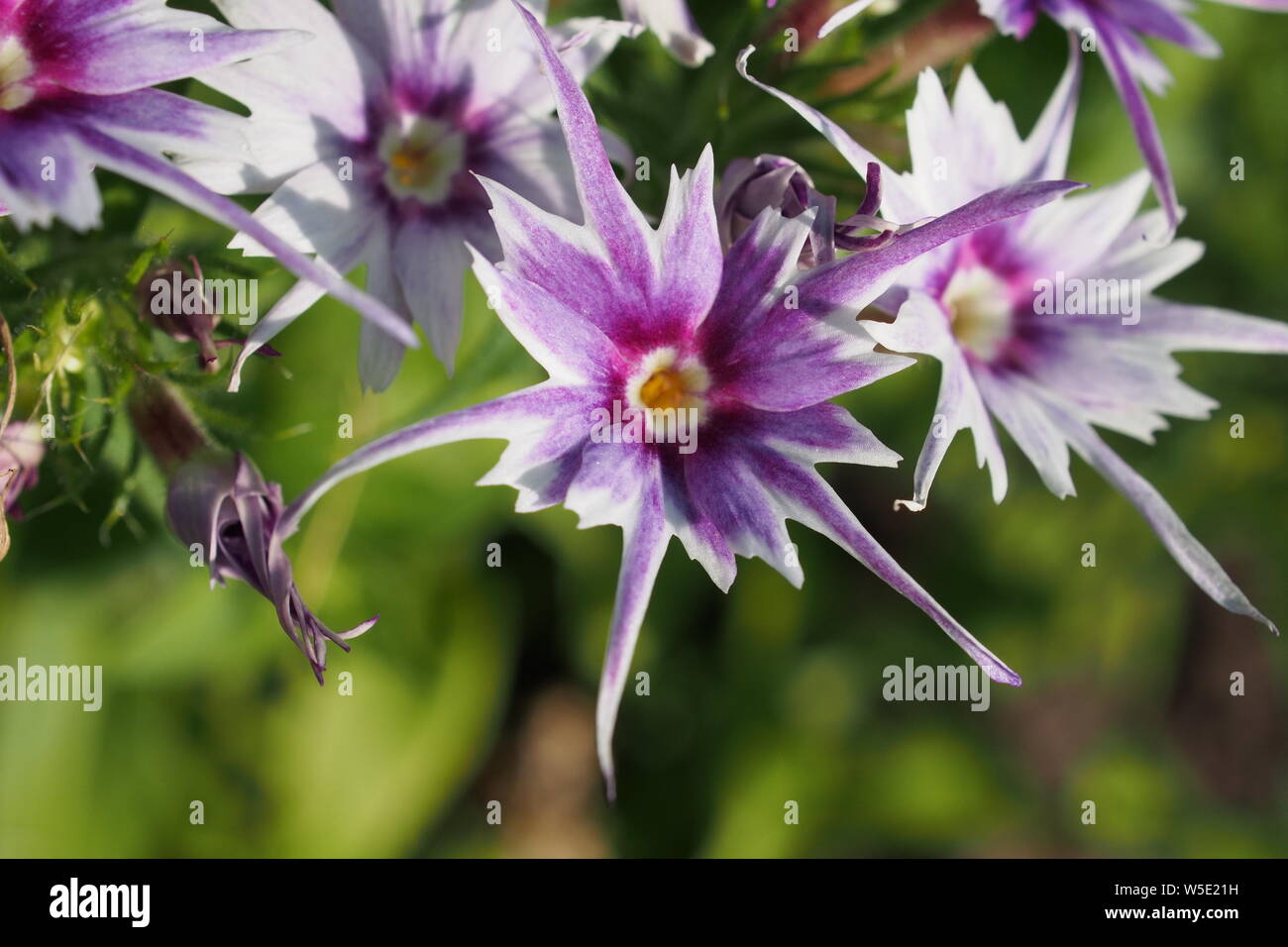 Phlox Purple Star