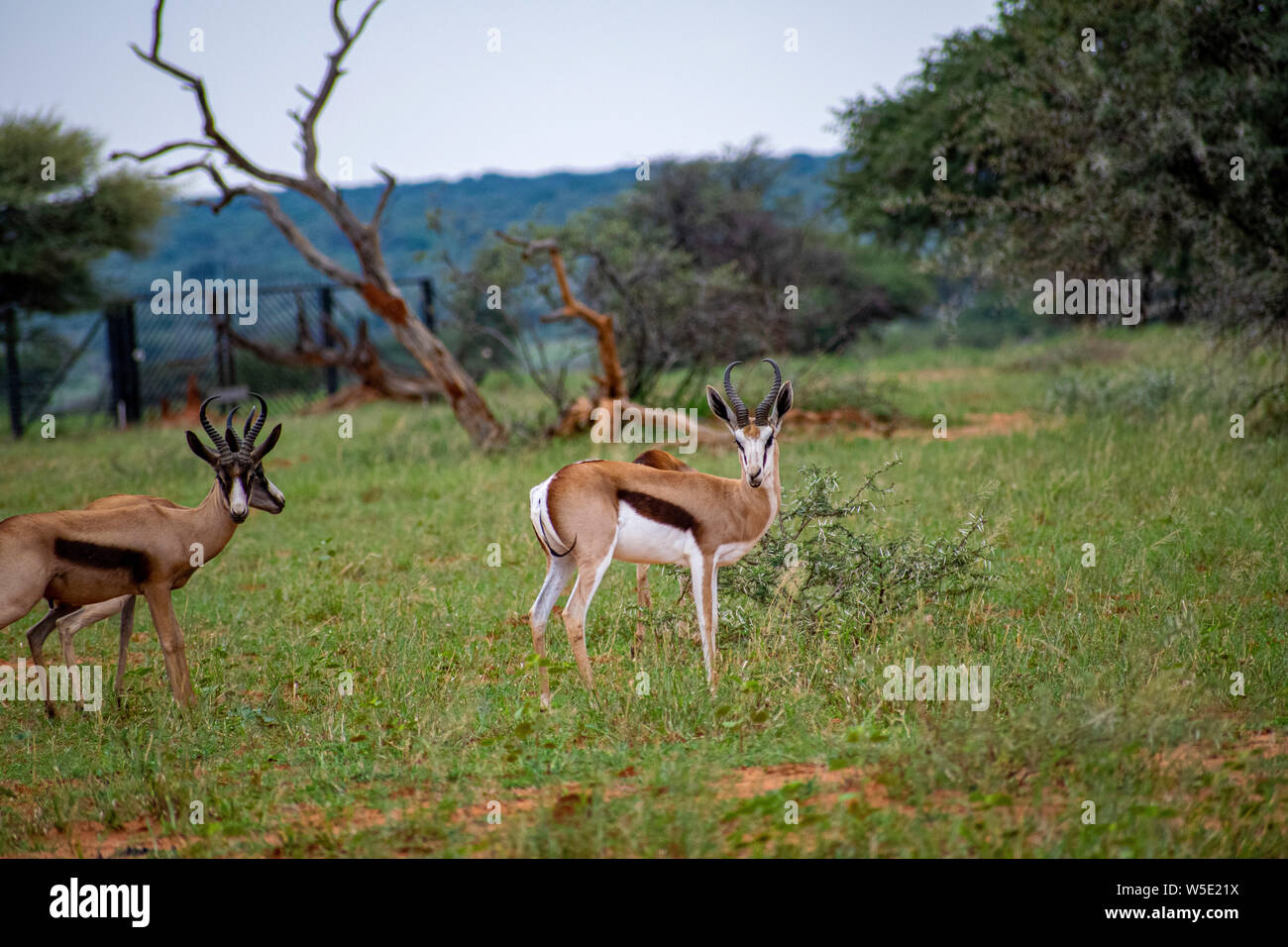 Springbok in Kalahari Stock Photo - Alamy