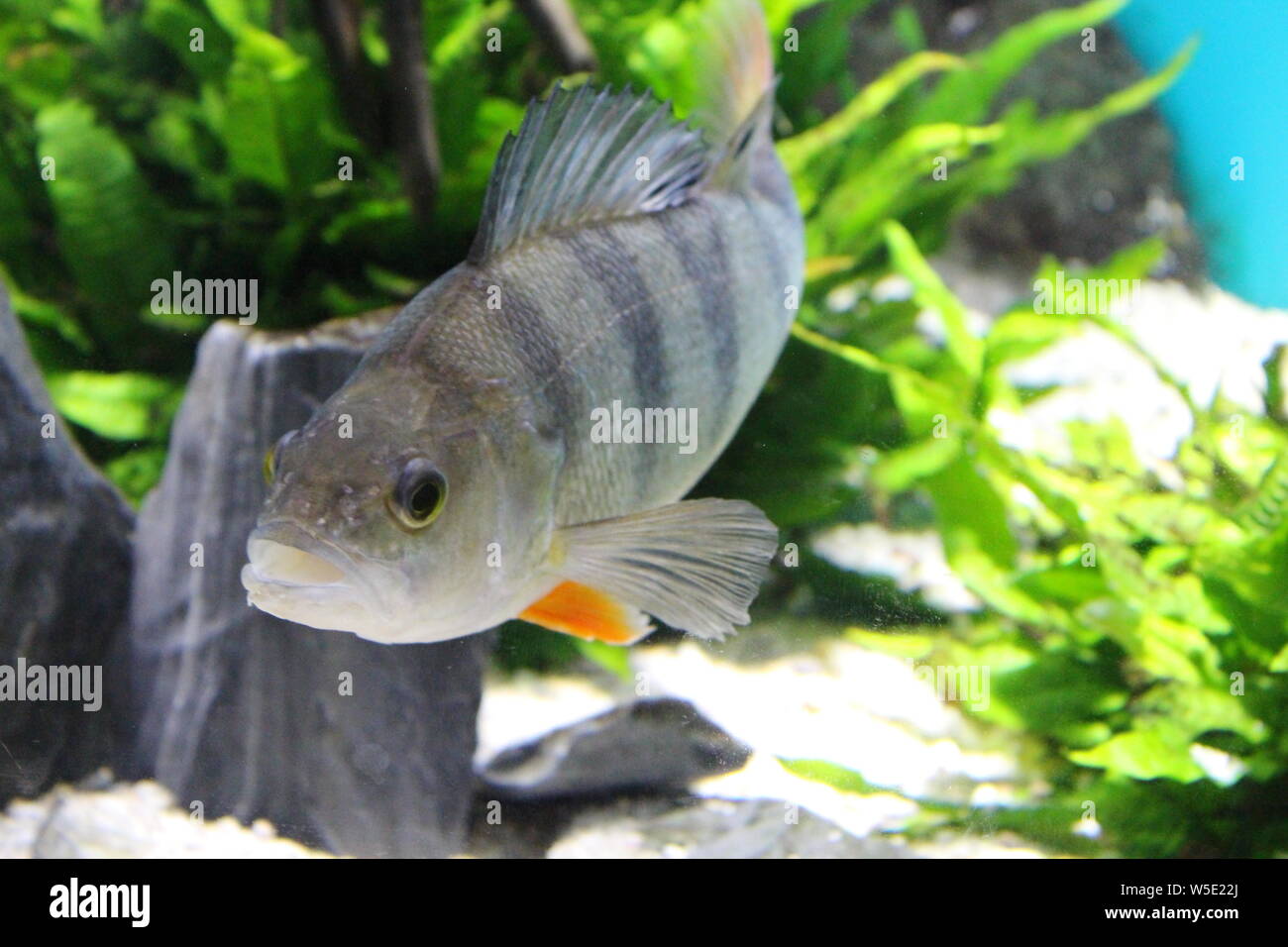 Fish River Perch in the clear water of the aquarium Stock Photo - Alamy
