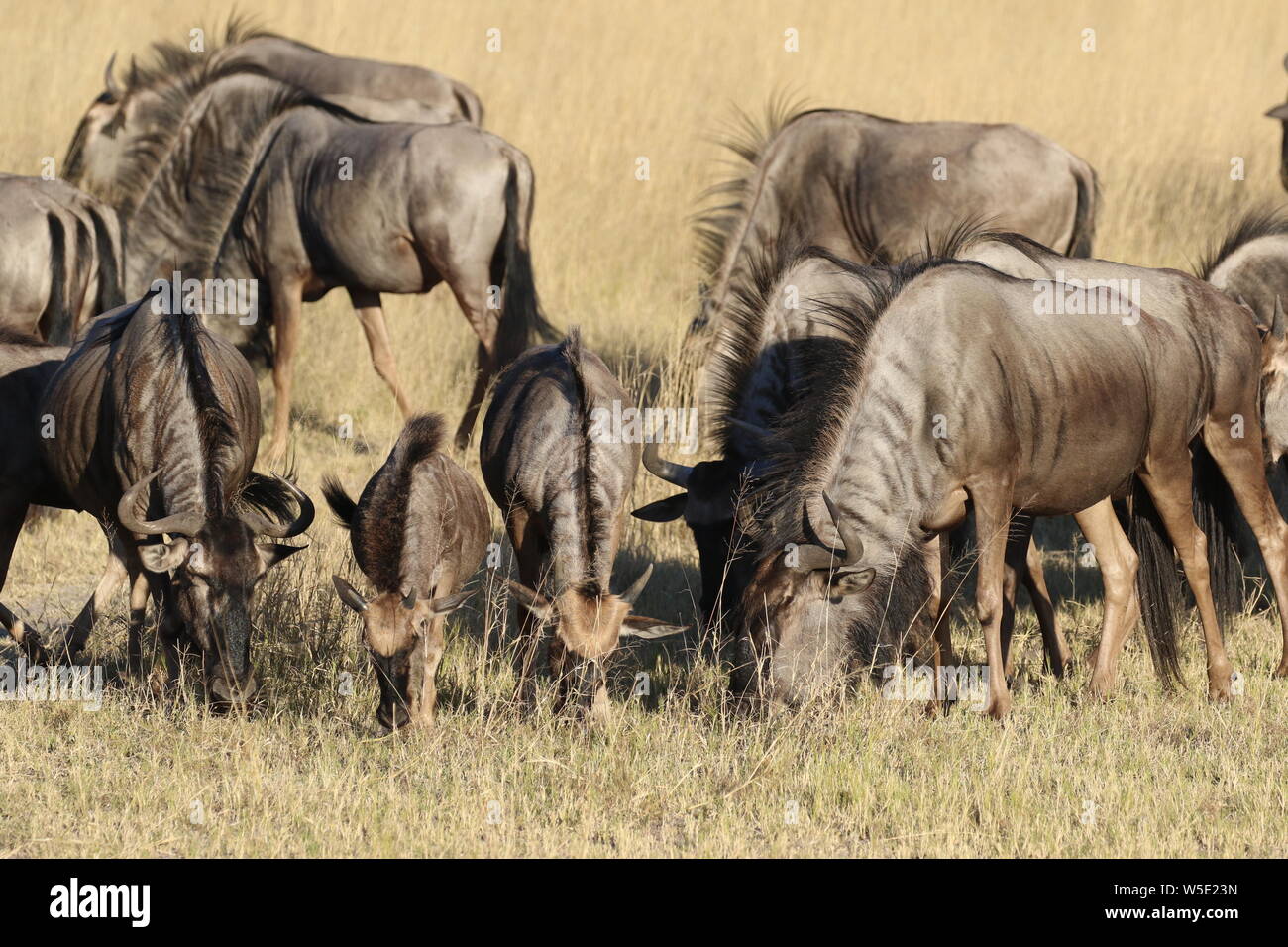 Wild beast migration hi-res stock photography and images - Alamy