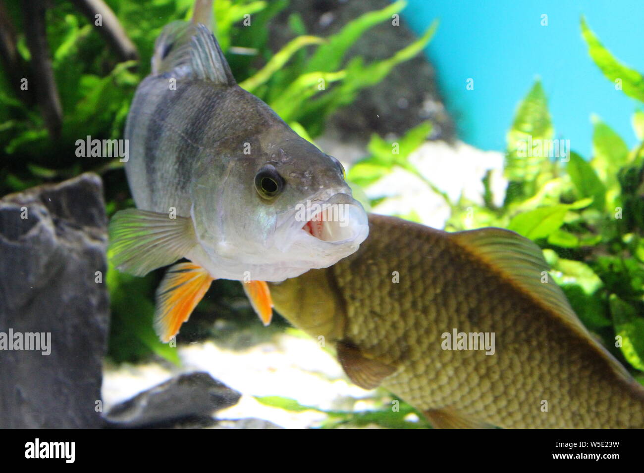 Fish River Perch in the clear water of the aquarium Stock Photo - Alamy