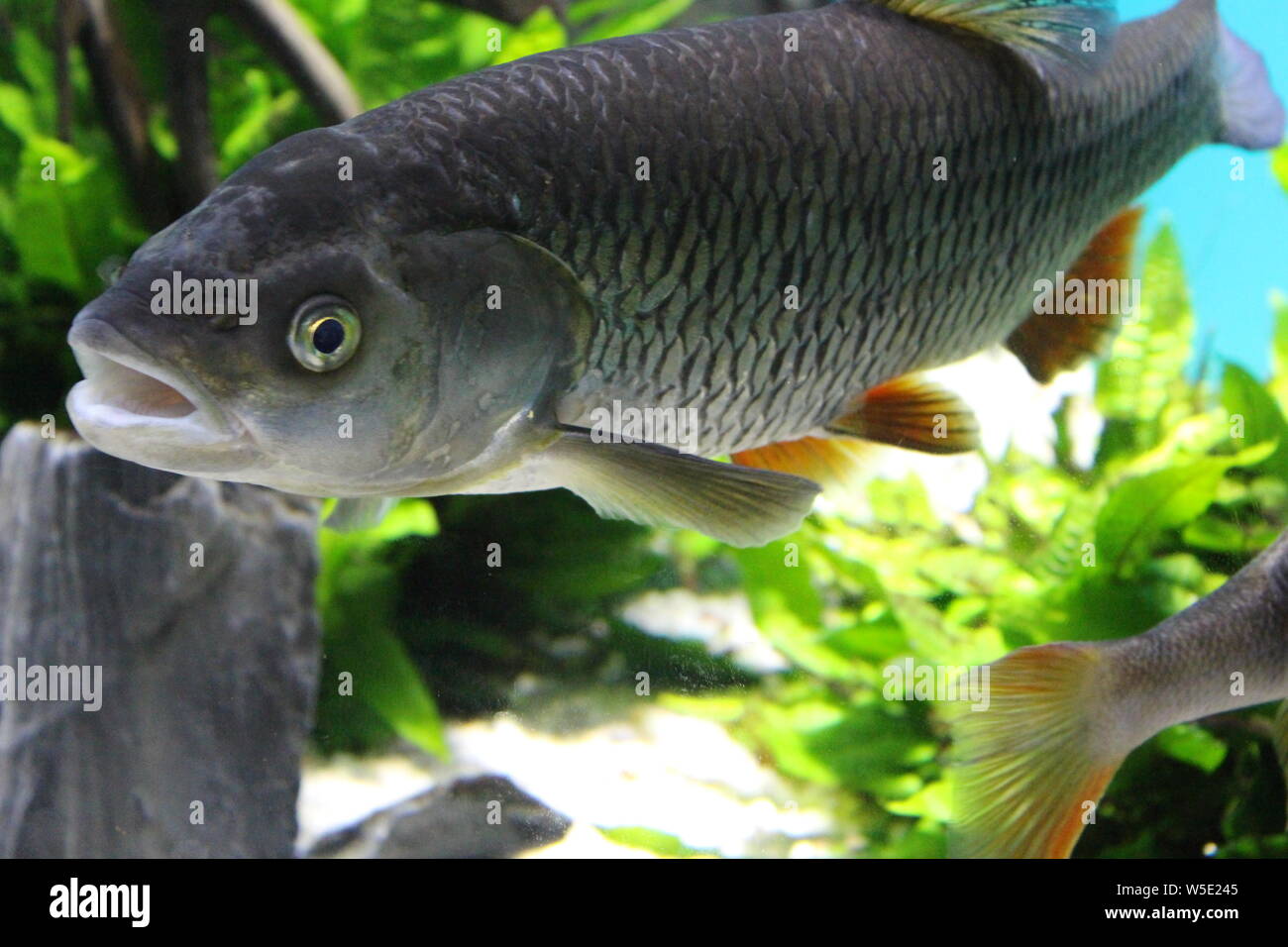 Fish River Perch in the clear water of the aquarium Stock Photo - Alamy
