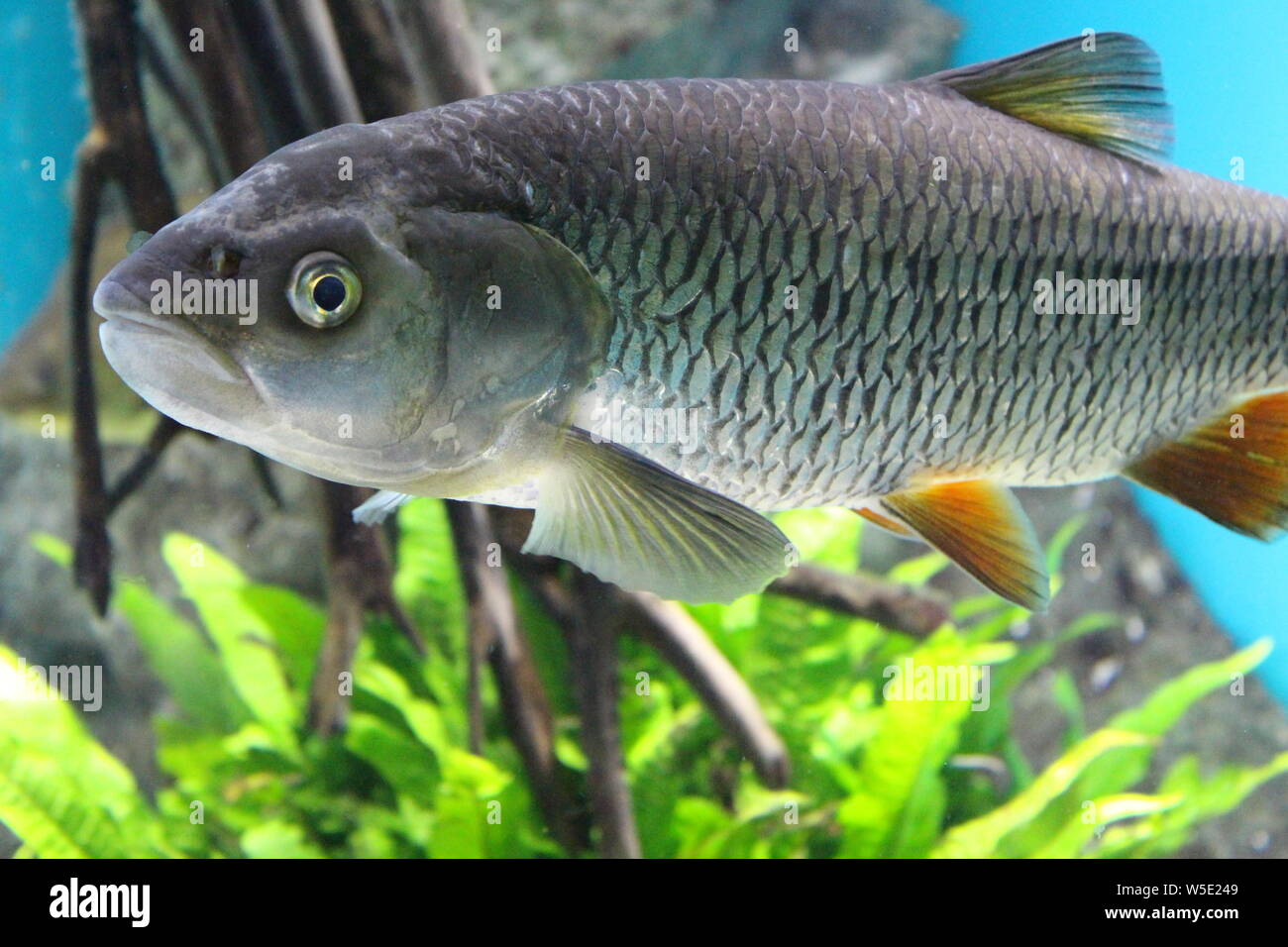 Fish River Perch in the clear water of the aquarium Stock Photo - Alamy