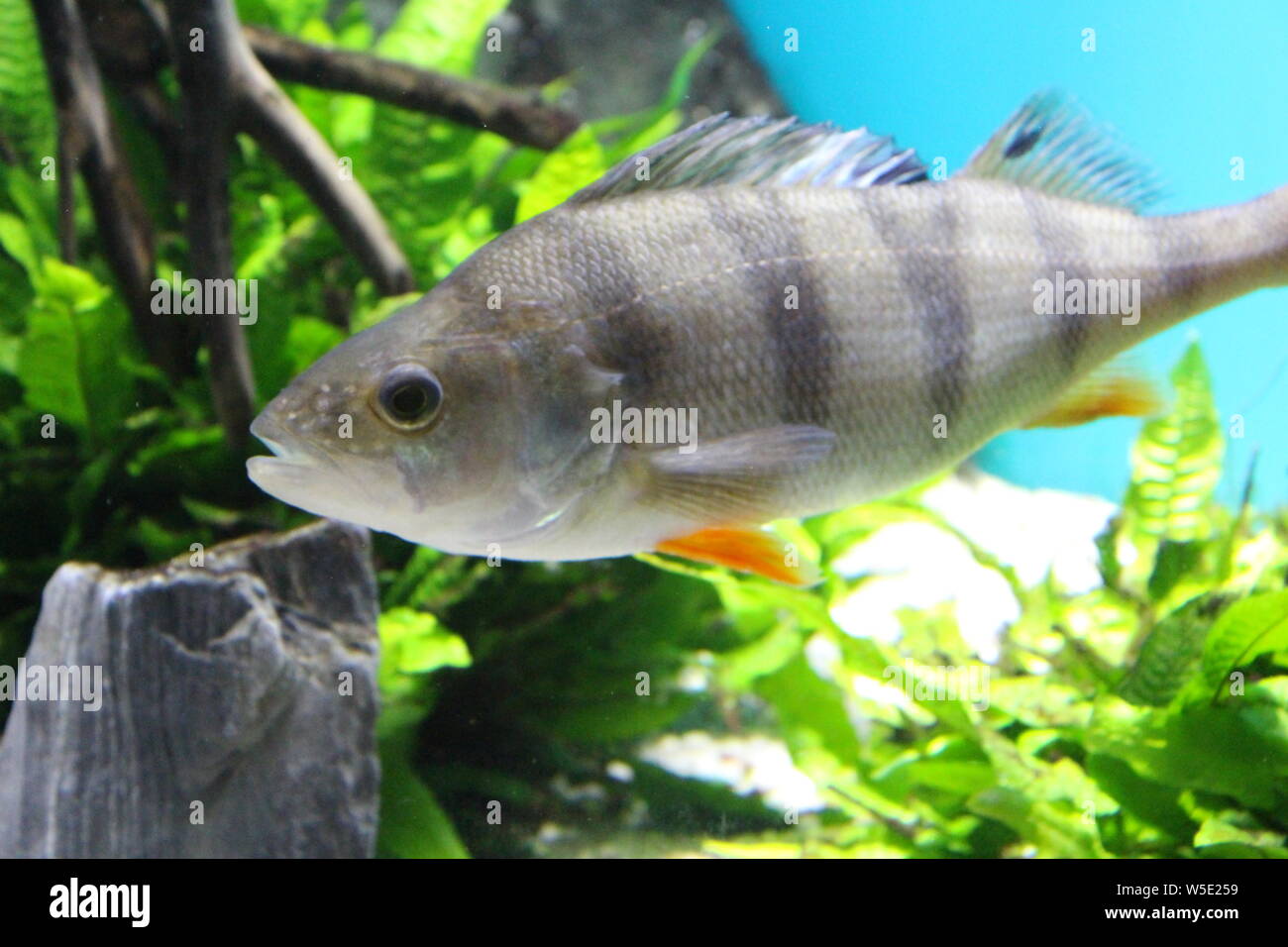 Fish River Perch in the clear water of the aquarium Stock Photo - Alamy