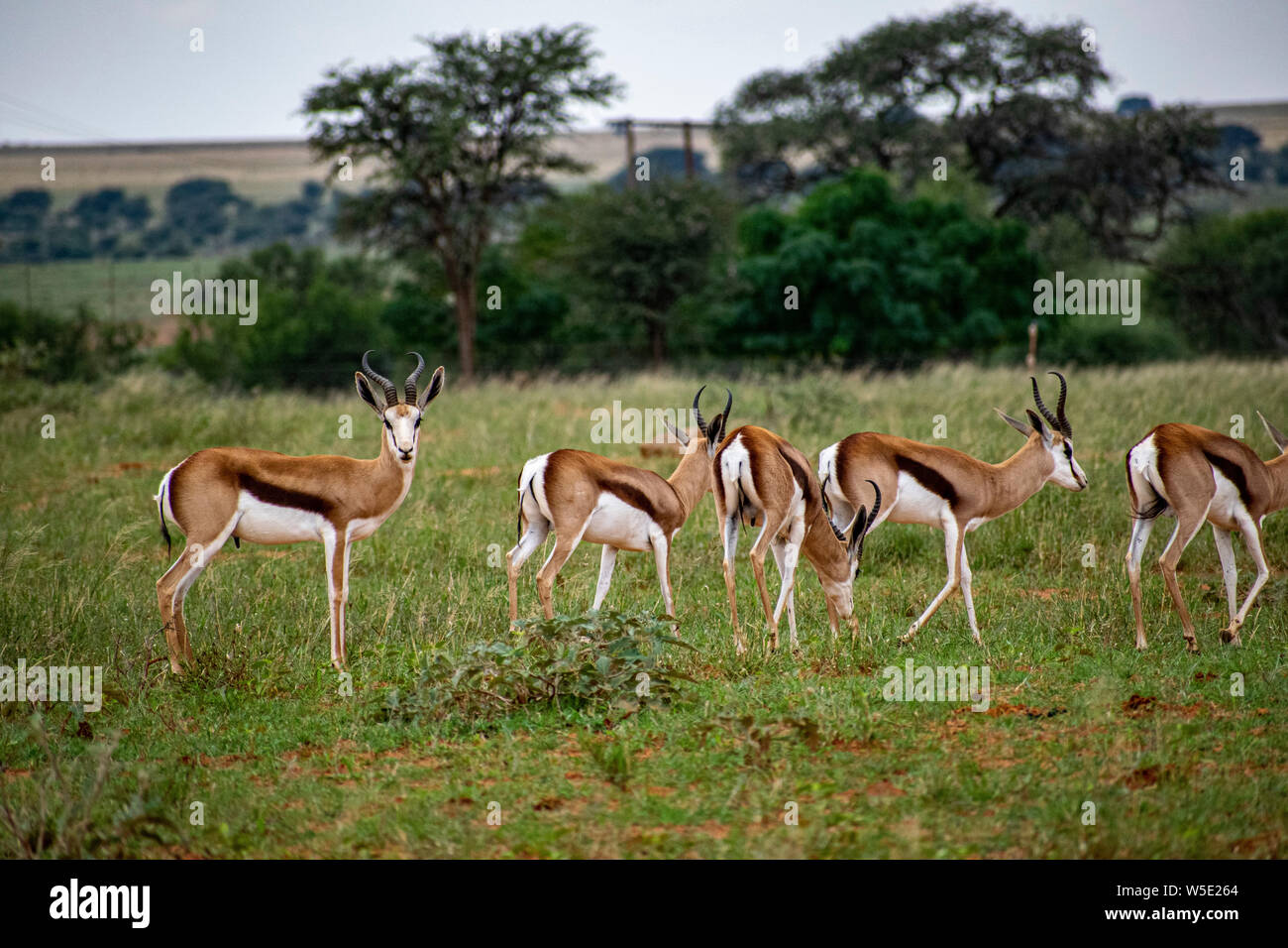 Male female springbok hi-res stock photography and images - Alamy